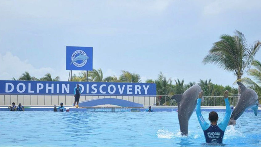 Dolphin Discovery finaliza 2020 con remonte de cifras y espera un mejor ...